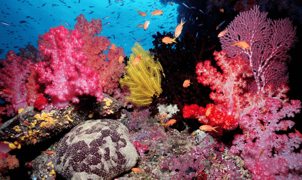 GRID-Arendal Marine Programme (Flyer) | GRID-Arendal