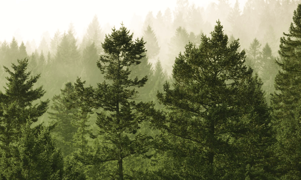 Why Mountains Matter for Forests and Biodiversity: A Call for Action on ...