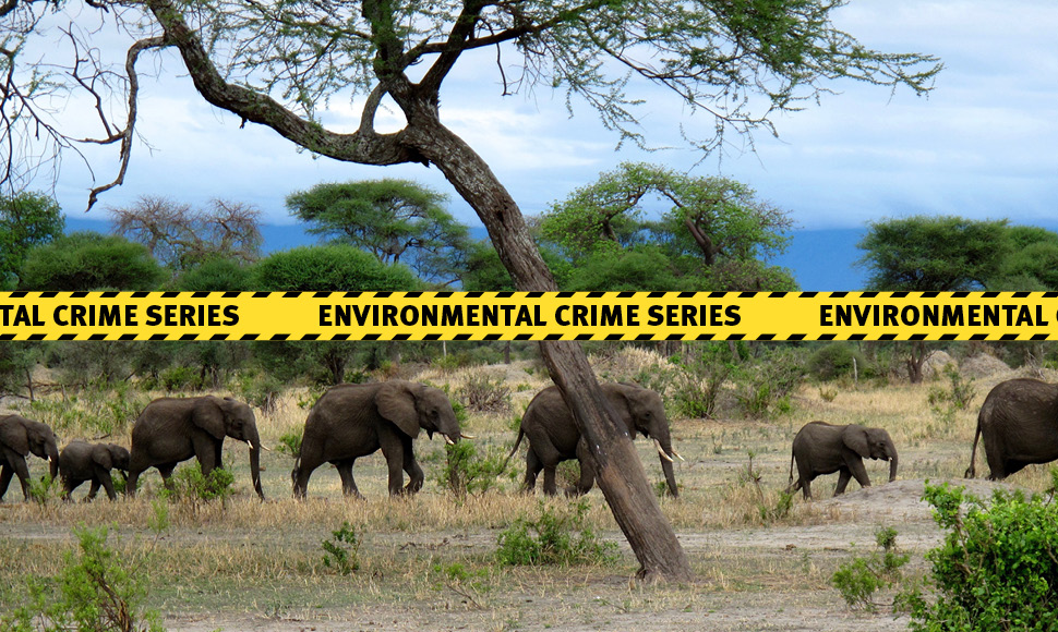 Combating Poaching and Illegal Logging in Tanzania: Voices of the ...