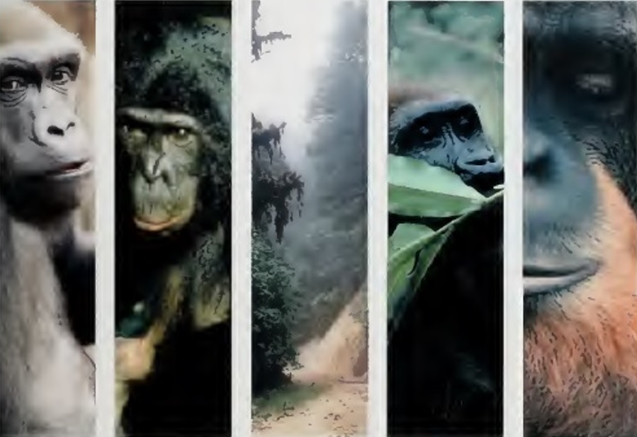 The Great Apes - The Road Ahead: A GLOBIO Perspective on the Impacts of ...