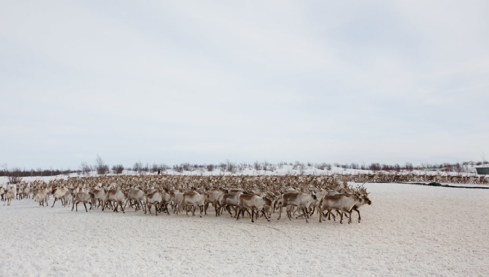 Wind Farm Construction Impacts Reindeer Migration and Movement ...