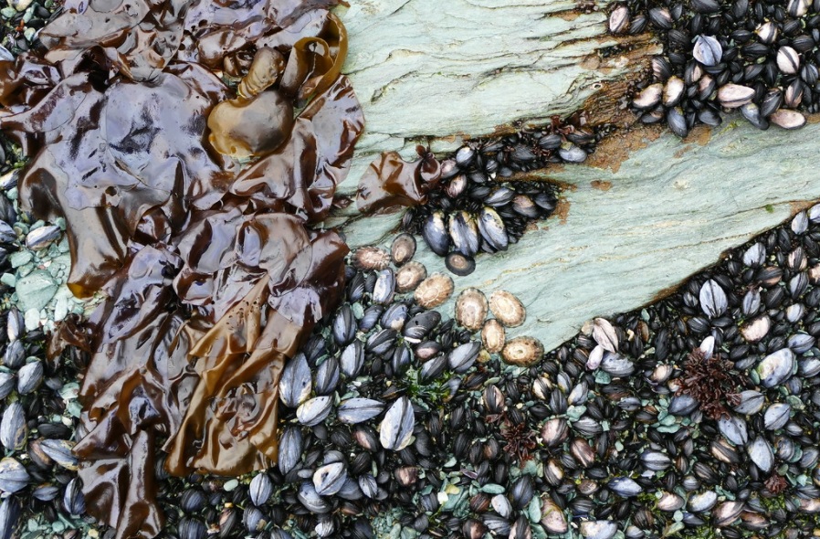 Ecosystem Services of Blue Mussel Beds | GRID-Arendal