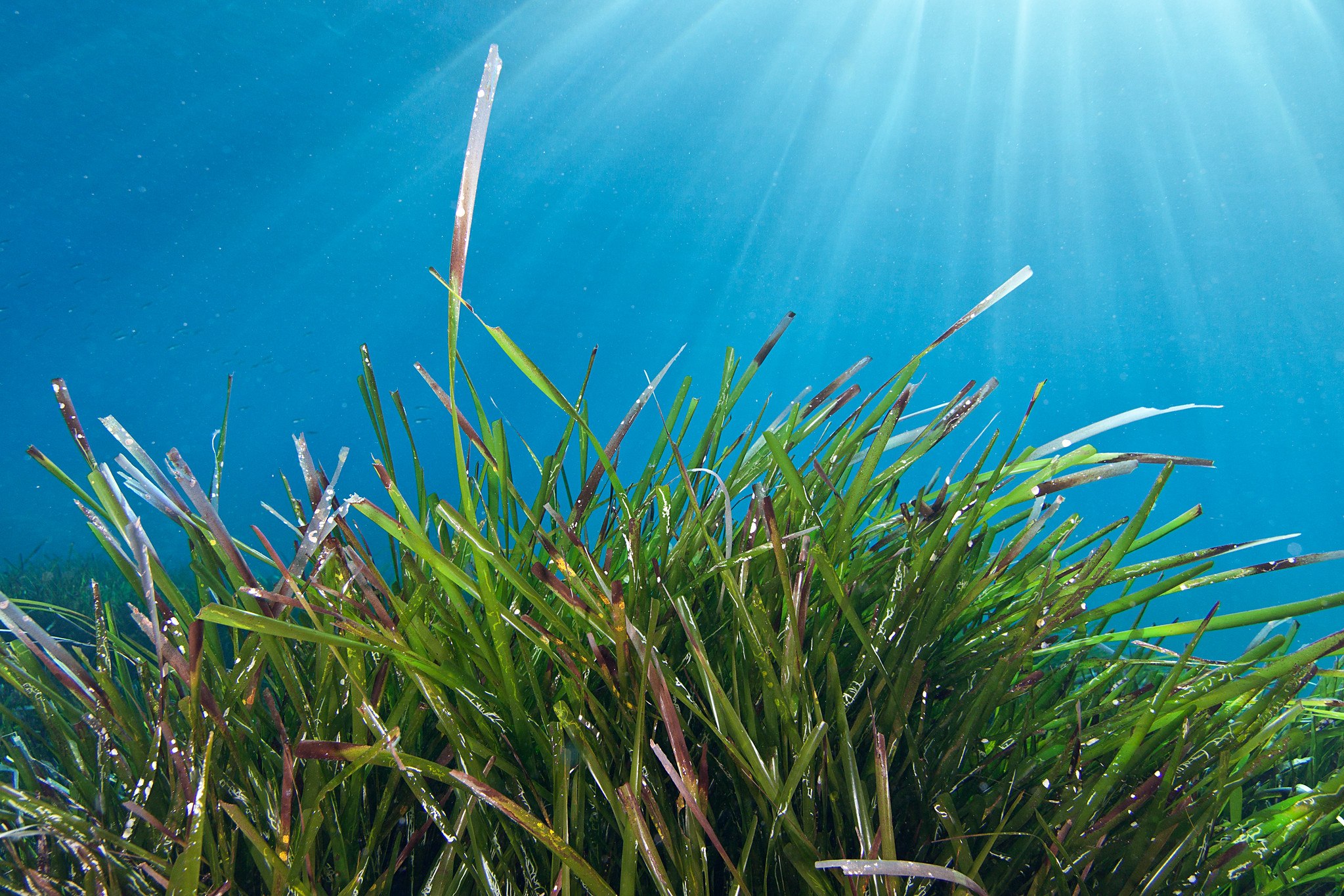 Meadows of Knowledge - Putting West Africa on the Global Seagrass Map ...