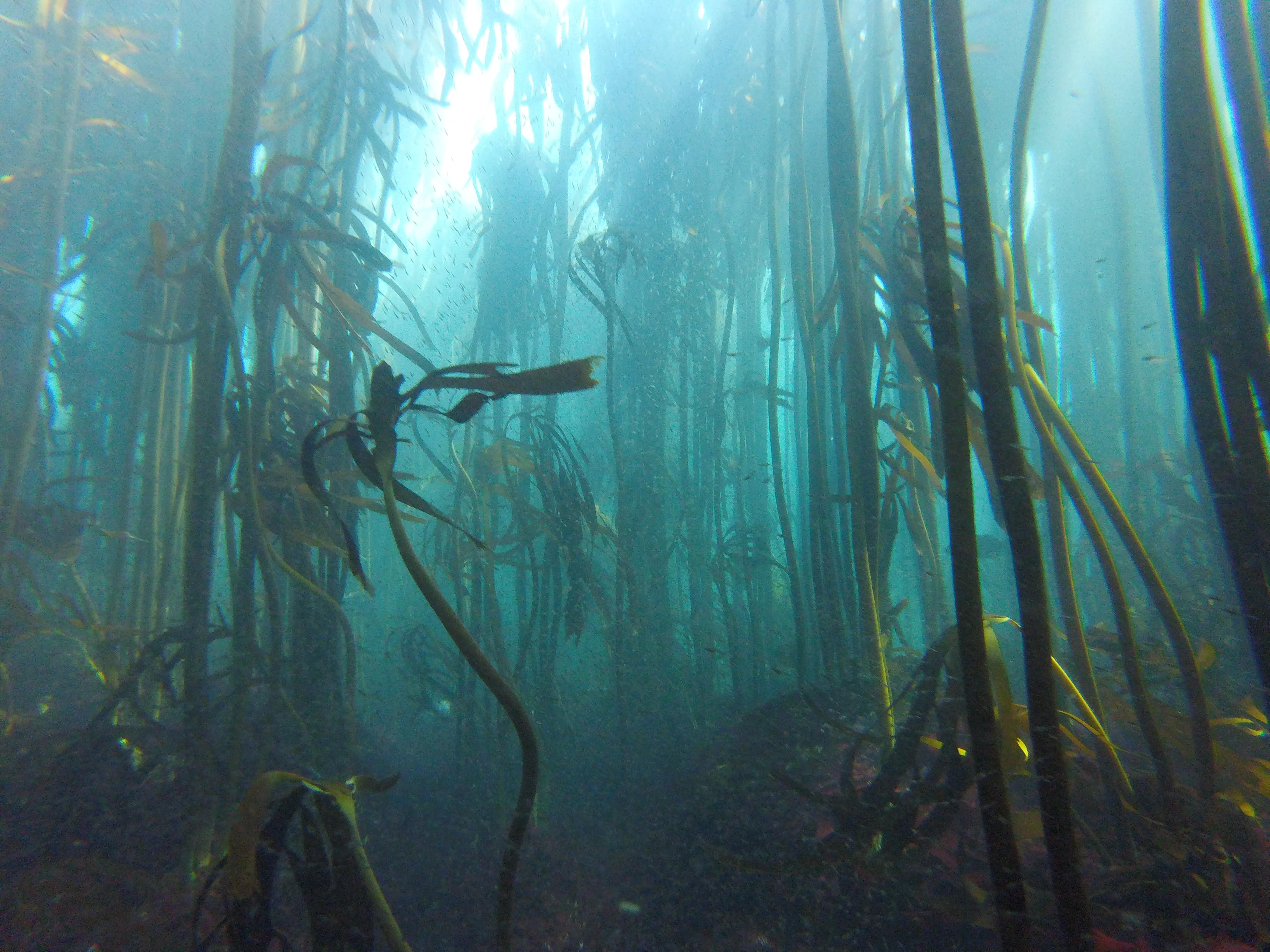 Into the Blue: Securing a Sustainable Future for Kelp Forests | GRID ...